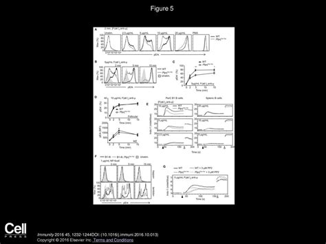 positive regulation of lyn kinase by cd148 is required for b cell