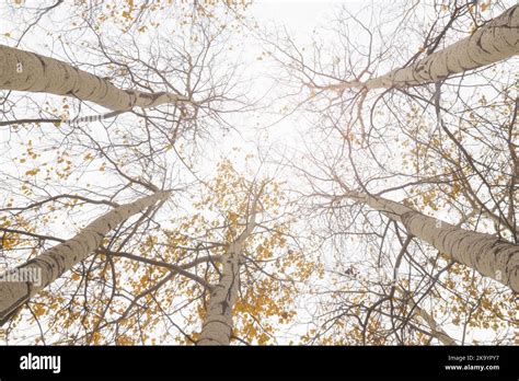 Tall Trees And Falling Yellow Foliage Stock Photo Alamy