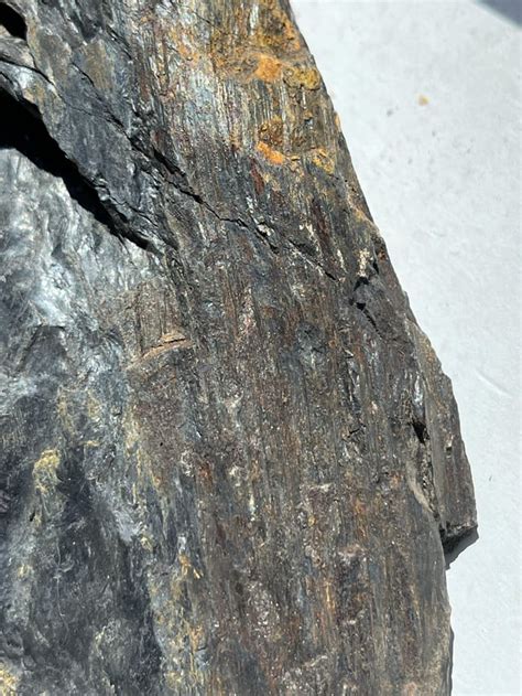 Fossil Or Other Mineralization Swva Rfossilid