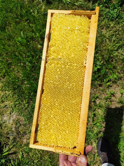 Изградени пчелни рамки Пчеларство Варна Продавам изградени магазинни рамки пчелни пит