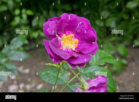 Xxx Pics Rose Rhapsody Telegraph