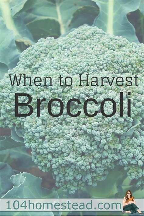 When To Harvest Broccoli