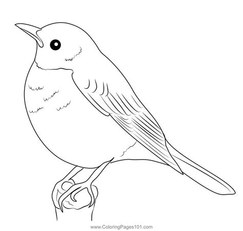 American Robin Coloring Page Coloring Pages Bird Coloring Pages
