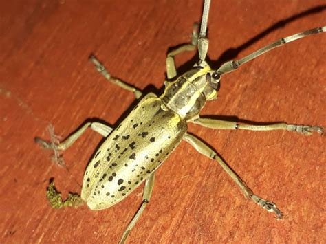 Saperda Perforata Peakd