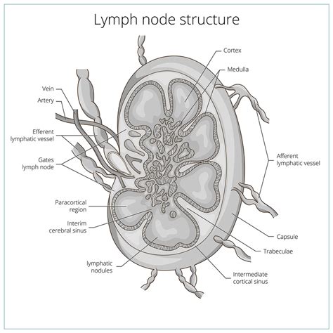 Cleanses Lymphatic Cleanses Spirit Of Health Store