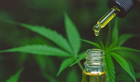 Encuesta Nacional De Personas Que Usan Cannabis Nota Al Pie