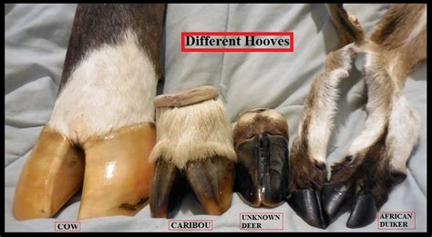 Different Hooves By Urbanarthermit On Deviantart