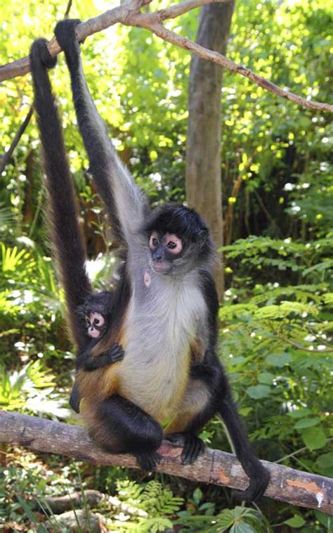 Spider Monkey Life Cycle Reproduction And Adaptation