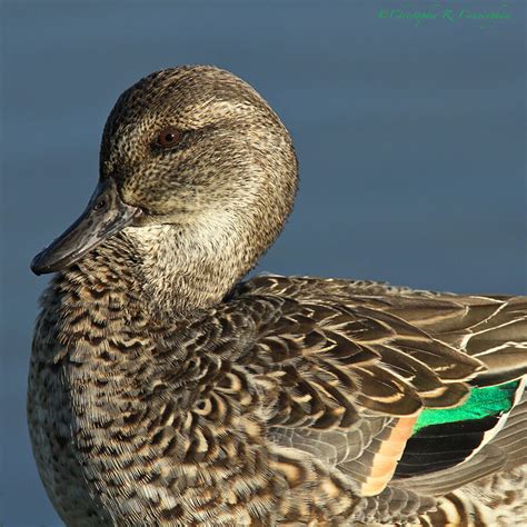 Great Texas Coastal Birding Trail Archives Two Shutterbirds