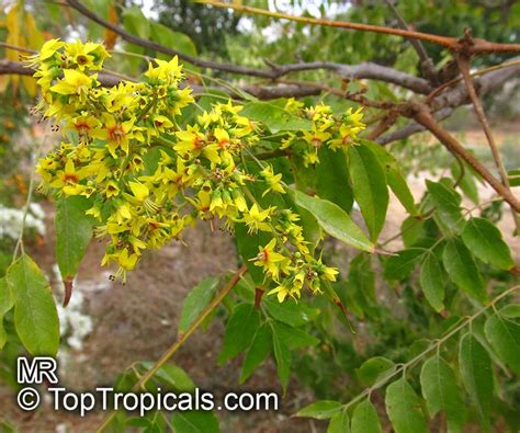 Koelreuteria Bipinnata Chinese Flame Tree Top Tropicals Plant