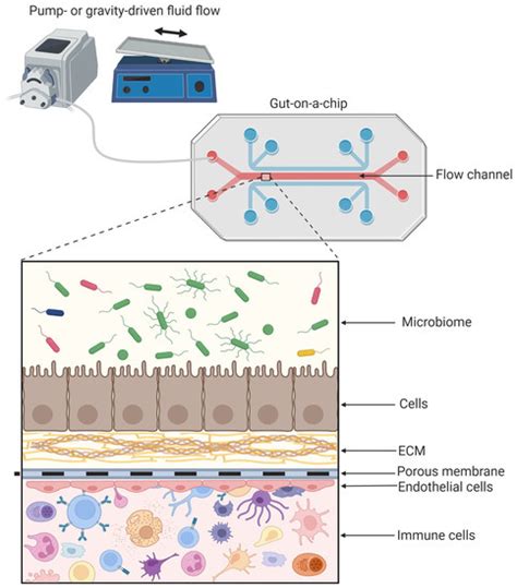 Biomimetics Special Issue Organ On A Chip Platforms For Drug