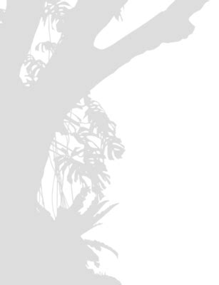 Tree Silhouette PNGs For Free Download