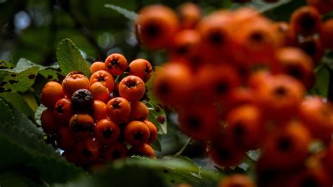 Fructe De Padure Copac Frunze Fotografie Gratuită Pe Pixabay Pixabay