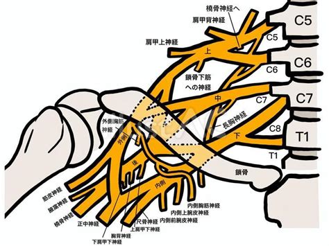Free Vectors Brachial Plexus