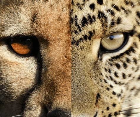 Guepardo e leopardo Quais são as diferenças Rhino Africa Blog