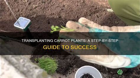 Transplanting Carrot Plants A Step By Step Guide To Success Shuncy