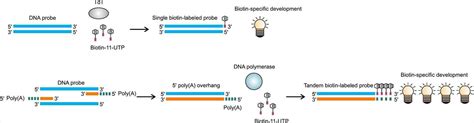 Biotinylated Dna For Detection Boc Sciences