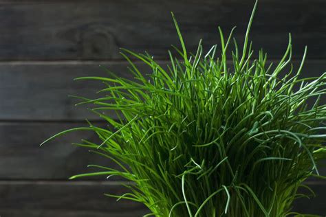 How To Grow Chives Indoors Or Out For A Bountiful Year Round Harvest