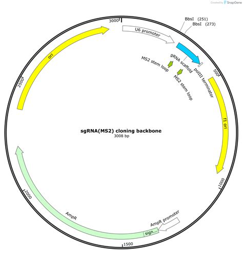 Sgrna Ms2 Cloning Backbone Sequence And Map