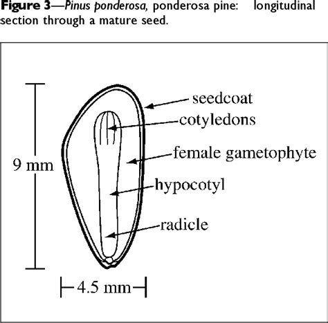 Figure 3 From Pinus L Pine Semantic Scholar