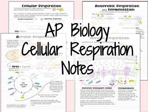 Ap Biology Cellular Respiration Notes Aerobic And Anaerobic Respiration