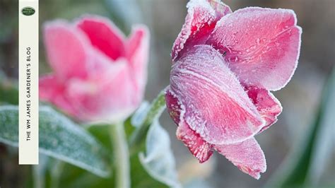 How To Protect Plants From Frost In The Uk Top Tips And Must Have Tools