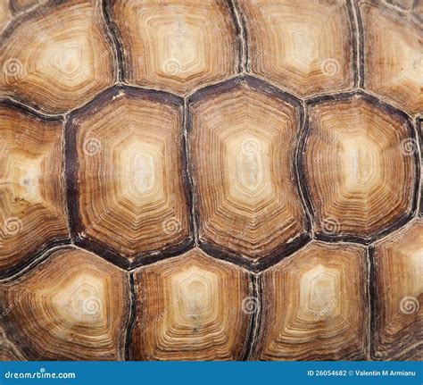 Tortoise Shell Pattern Background