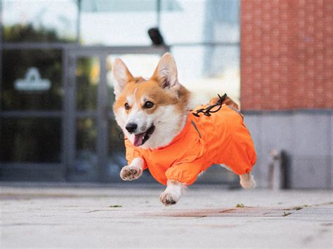 Пирожочек оранжевый дождевик мембрана мальчик