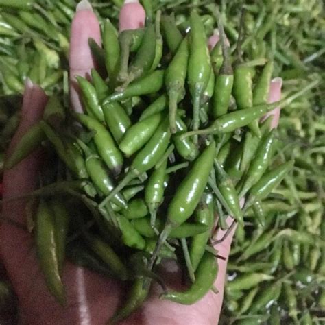 Jual Cabe Rawit Ijo Shopee Indonesia