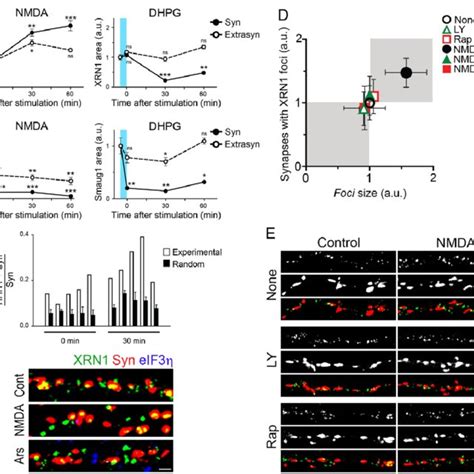 Nmda And Dhpg Trigger Mostly A Local Effect And The Mtor Pathway