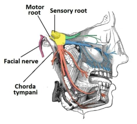 PTA 155 Unit 1 Lecture Nervous System Flashcards Quizlet