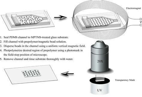 1 Schematic Of Structure Polymerization For Dispersed Magnetic Bead