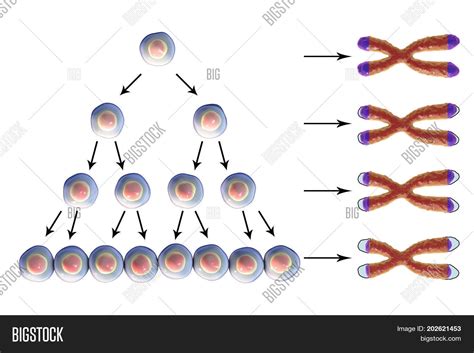 Telomere Shortening Image And Photo Free Trial Bigstock