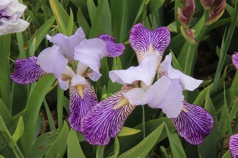 Identifying Color Patterns In Iris Blooms FarmFoodFamily