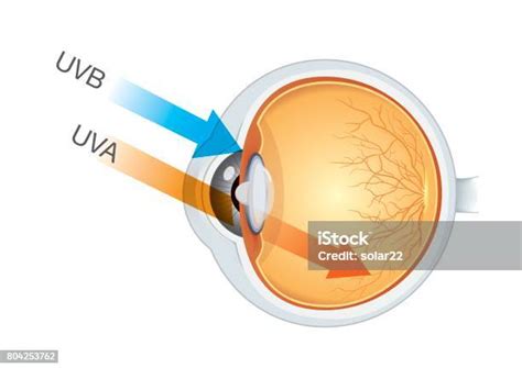 눈을 햇빛에서 Uva와 Uvb는 차이입니다 눈 신체 부분에 대한 스톡 벡터 아트 및 기타 이미지 눈 신체 부분 햇빛 태양