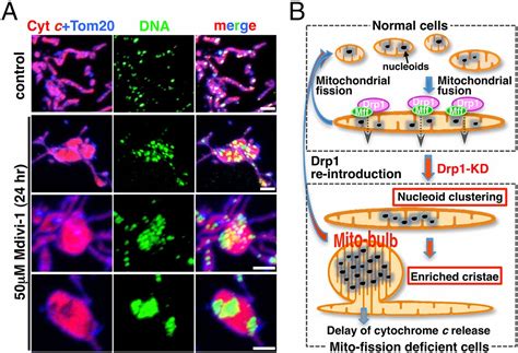 Dynamics Of Nucleoid Structure Regulated By Mitochondrial Fission