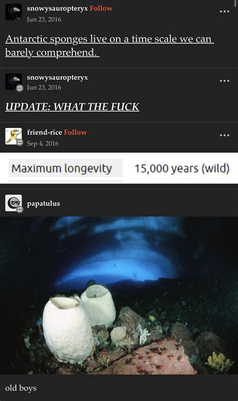Antarctic Sponges Are Old Rcuratedtumblr