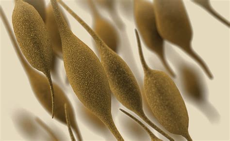 Is A Mycoplasma Infection Associated With Bacterial Vaginosis