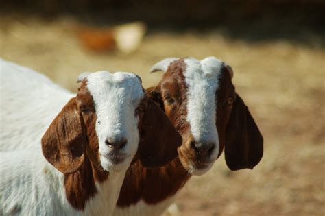 Dua For Qurbani Charity Meals