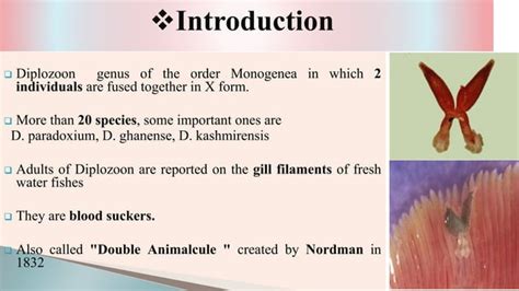 Diplozoon Ppt By Mohsin Khurshid Pptx