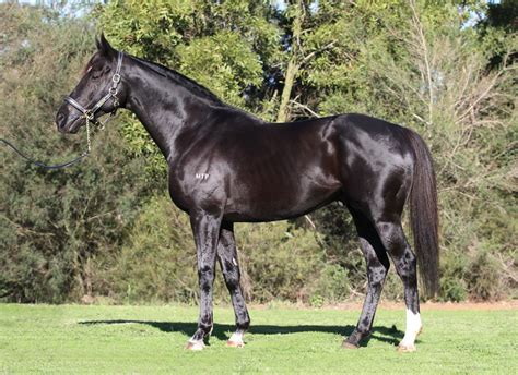 Dandino – Stallions