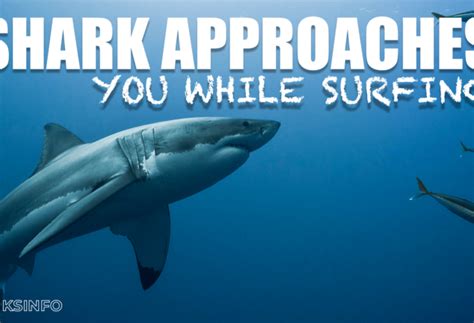 What Is A Mud Shark