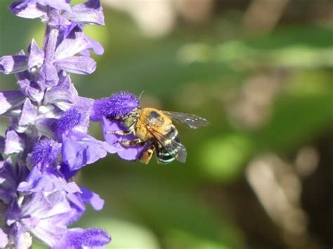 Apidae