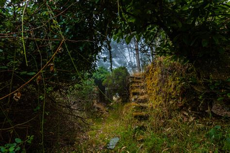 빽빽하고 무성한 숲을 통과하는 신비한 길로 돌계단과 돌 아치형 통로가 초목으로 부분적으로 가려져 있습니다 0명에 대한 스톡 사진 및 기타 이미지 Istock