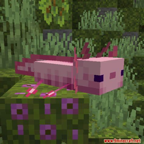 Axolotl Mob Wiki Guide Mc Modnet