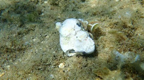 Banded Murex Hexaplex Trunculus Shell With Hermit Crab Clibanarius