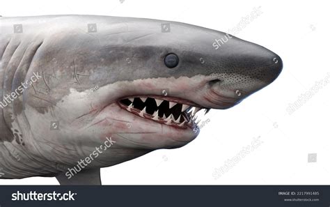3d Rendered Illustration Great White Shark Stock Illustration