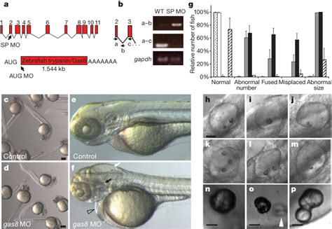 8 Morphants Exhibit Developmental Defects A Intron Exon Structure Of