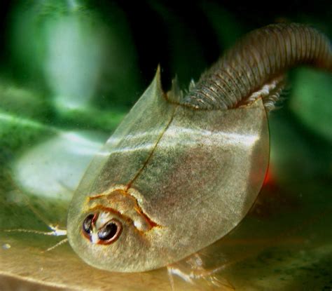 Triops Wikipedia
