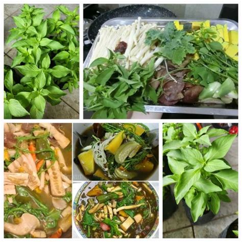 Lemon Basil ต้นผักอีตู่ ต้นแมงลัก Shopee Malaysia